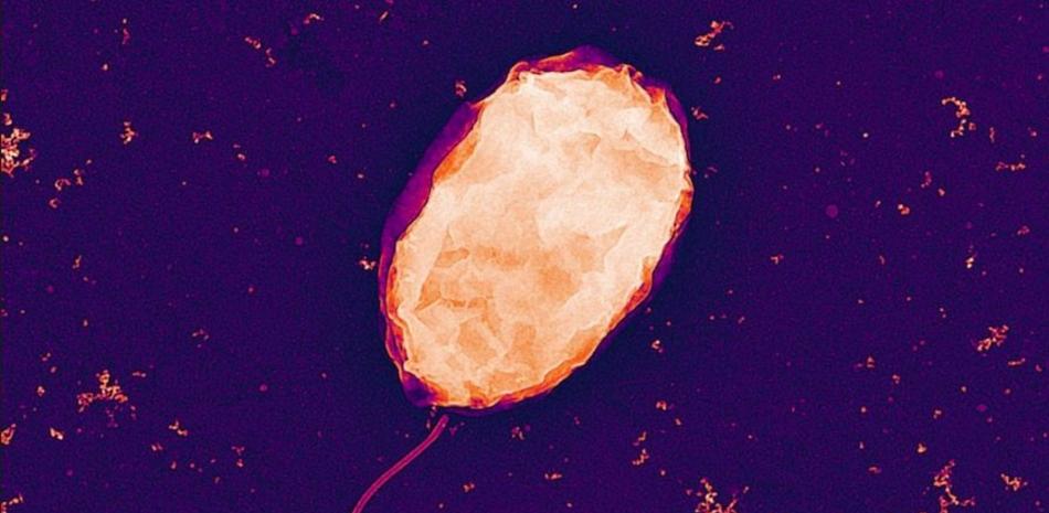 Una bacteria puede tener un gran impacto en procesar tierras raras